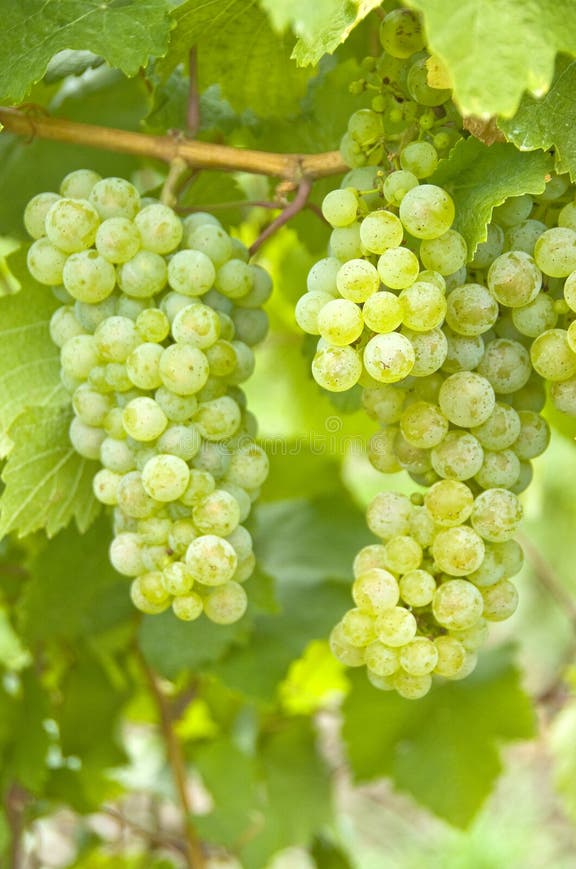 White Wine Grapes (Riesling) Stock Photo - Image of bunches, vine: 6406244