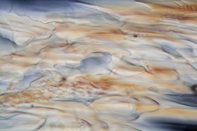 Grape Under Microscope Stock Photos - Free & Royalty-Free Stock Photos ...