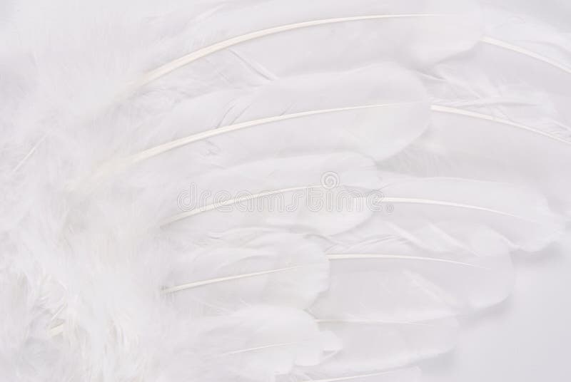 White wing feather stock photo. Image of fluffy, fragility - 27935184