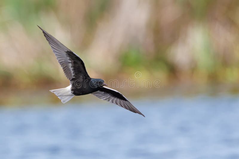 White-winged Black Tern Soars Above a Tranquil Lake. Stock Image ...