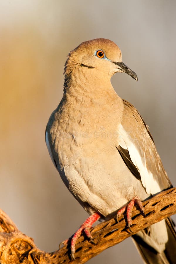 White Winged Dove stock photo. Image of bird, sitting - 19247172