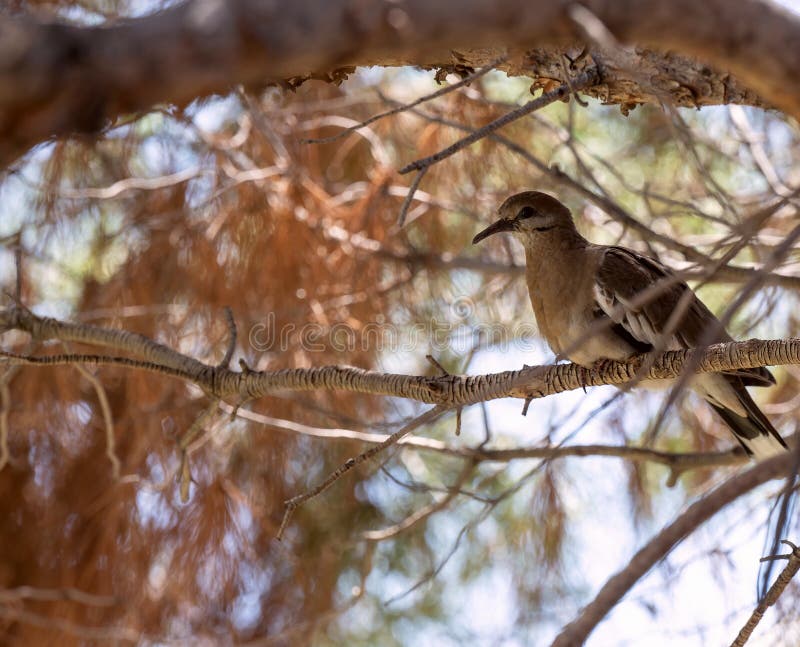 White Winged Dove Resting in the Shade Stock Image - Image of pine ...