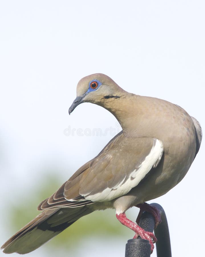 White-Winged Dove stock image. Image of asiatica, backyard - 43034501