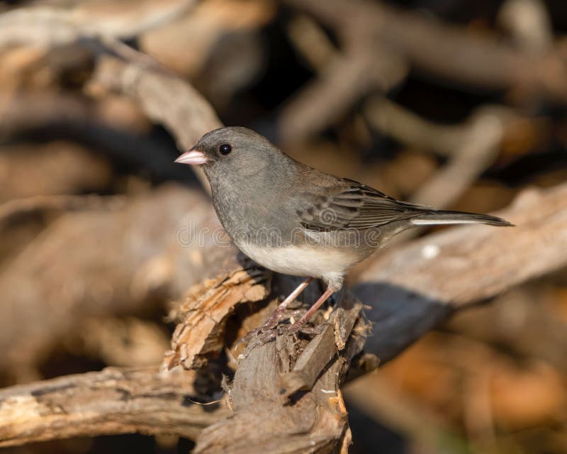 White-winged Junco Perching on the Sunlit Mossy Branch with Blurred ...