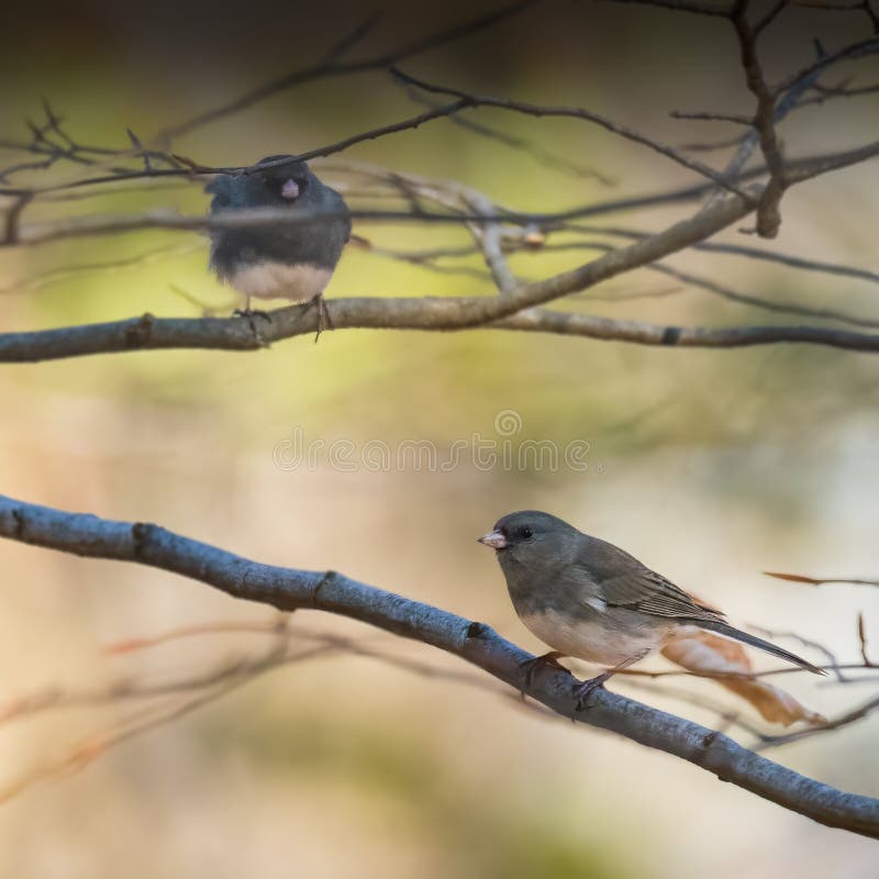 White-Winged Junco stock image. Image of sticker, look - 271326567