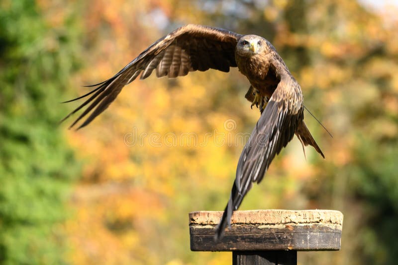 White winged Kite stock image. Image of isolated, animal - 131691779
