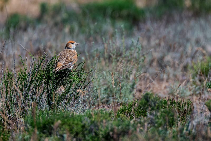 White-winged Lark or Alauda Leucoptera Perches on Twig Stock Photo ...
