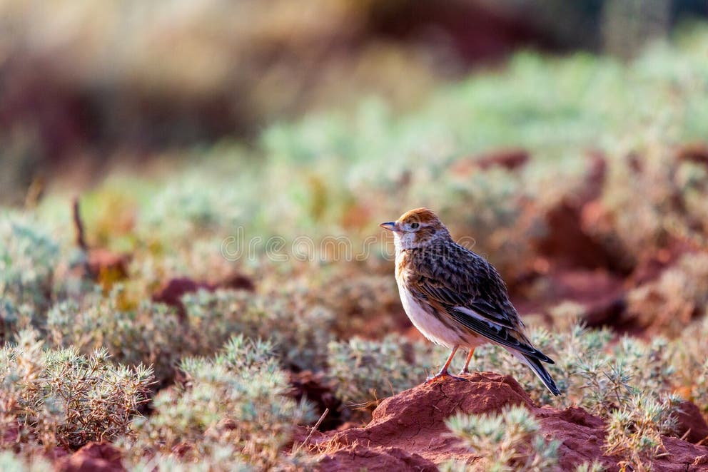 White-winged Lark or Alauda Leucoptera Sits on Ground Stock Photo ...