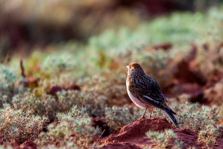 White-winged Lark or Alauda Leucoptera Sits on Ground Stock Photo ...