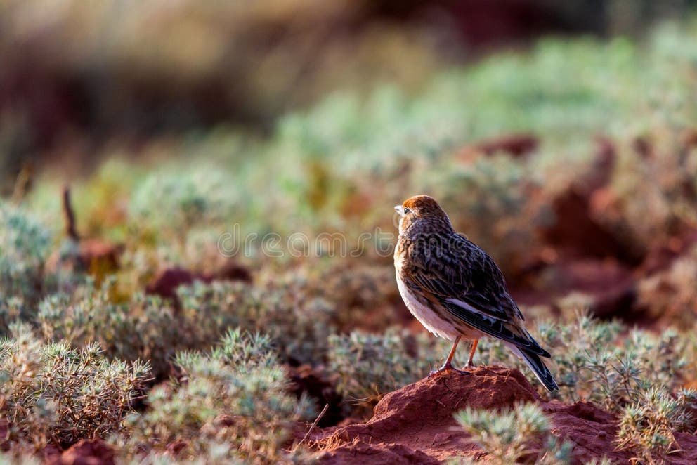 White-winged Lark or Alauda Leucoptera Sits on Ground Stock Photo ...