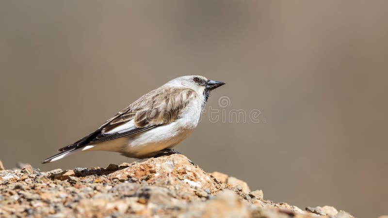 White-winged Snowfinch stock photo. Image of ornithology - 74110142