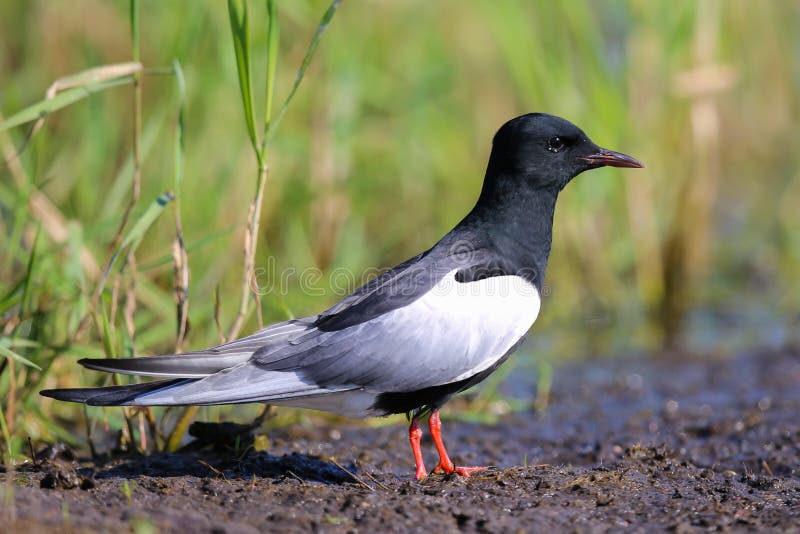The White-winged Tern Standing on the Ground Stock Photo - Image of ...