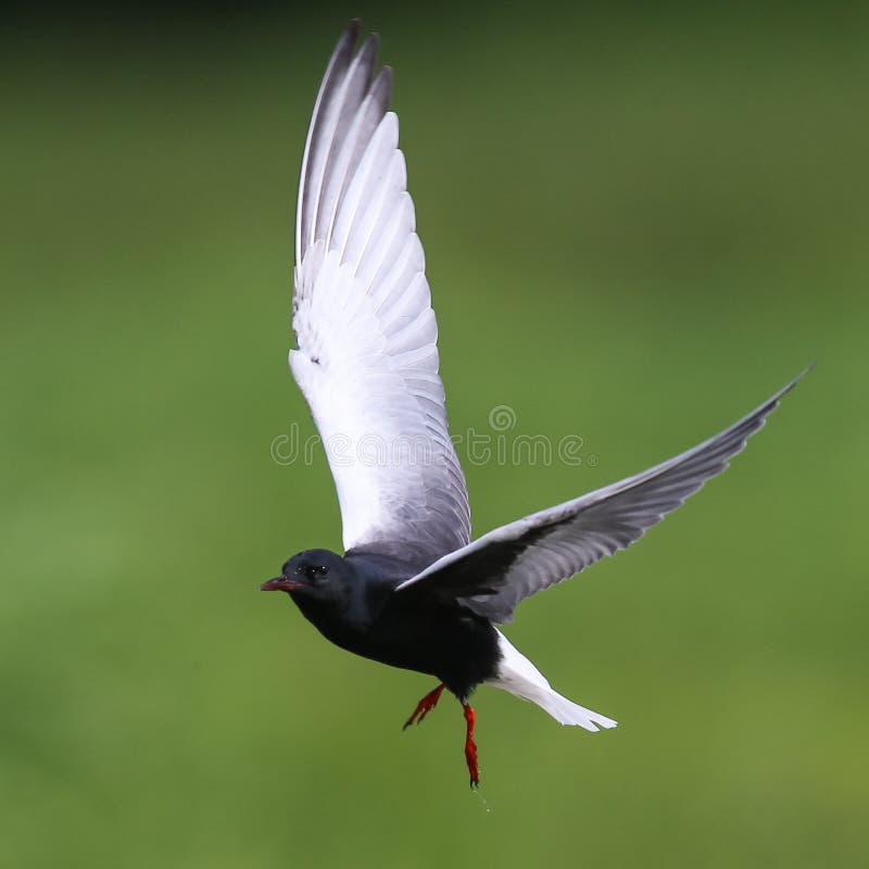 The White-winged Tern in Flight Stock Image - Image of bird ...