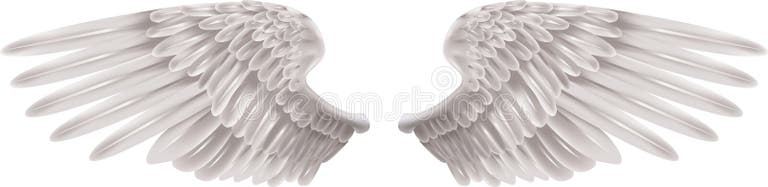 White Wings stock vector. Illustration of animal, fantasy - 6196743