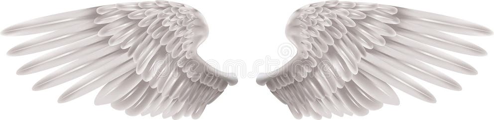 White Wings stock vector. Illustration of animal, fantasy - 6196743