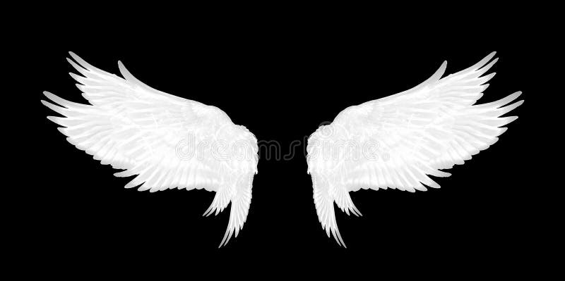 White Wings of Bird on Black Background Stock Image - Image of bird ...