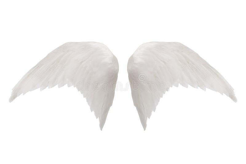 White wings isolated stock photo. Image of symbol, feather - 124694408