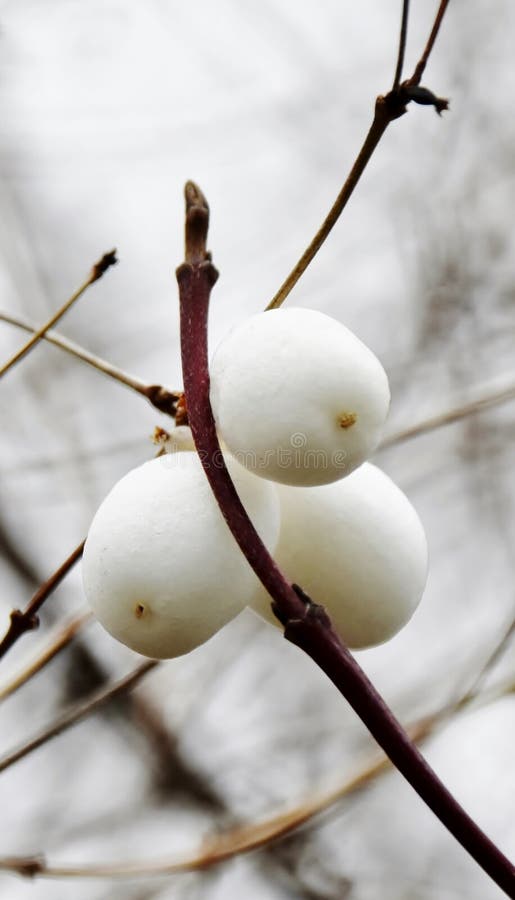 White Winter berries stock image. Image of brown, scrub - 88253121