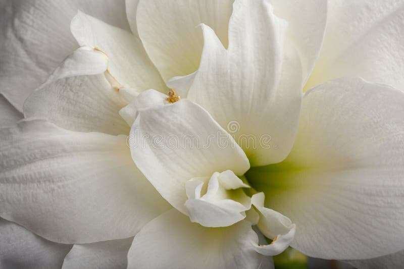 Flower, Amaryllis buds stock photo. Image of flowering - 23348300