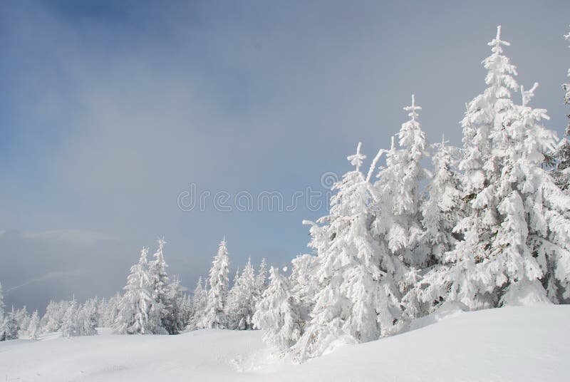 White Winter Fur-trees On A Hillside Picture. Image: 14625659