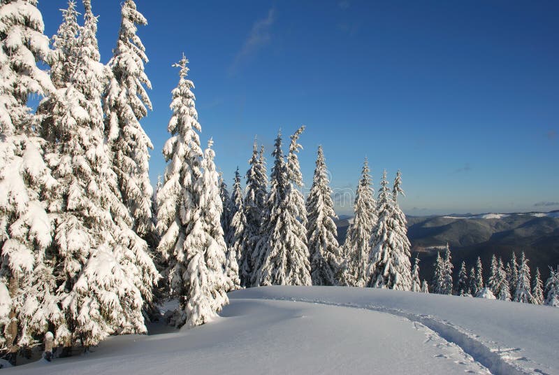 White Winter Fur-trees on a Hillside with a Track. Stock Photo - Image ...