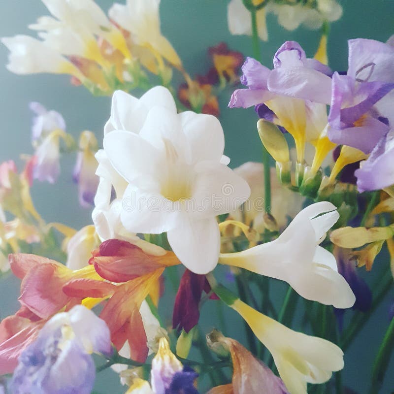 Freesia colours stock photo. Image of artistic, bouquet - 179989908