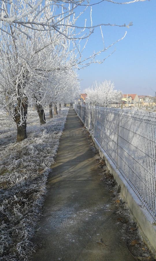White winter path stock photo. Image of beautiful, trees - 84987266
