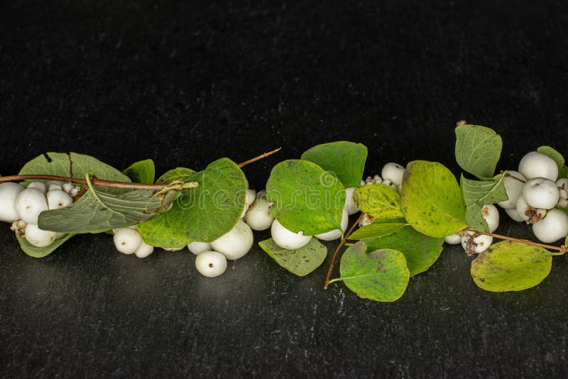 White Winter Snowberry on Grey Stone Stock Photo - Image of grey ...