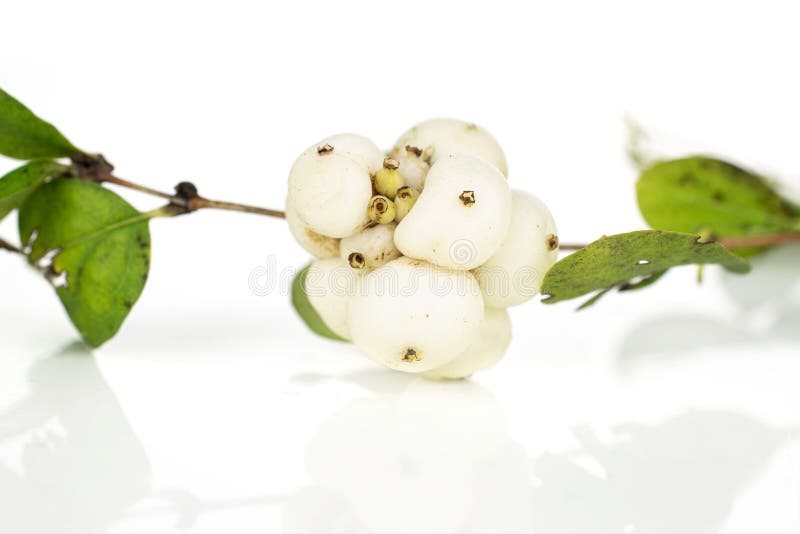 White Winter Snowberry Isolated on White Stock Photo - Image of green ...
