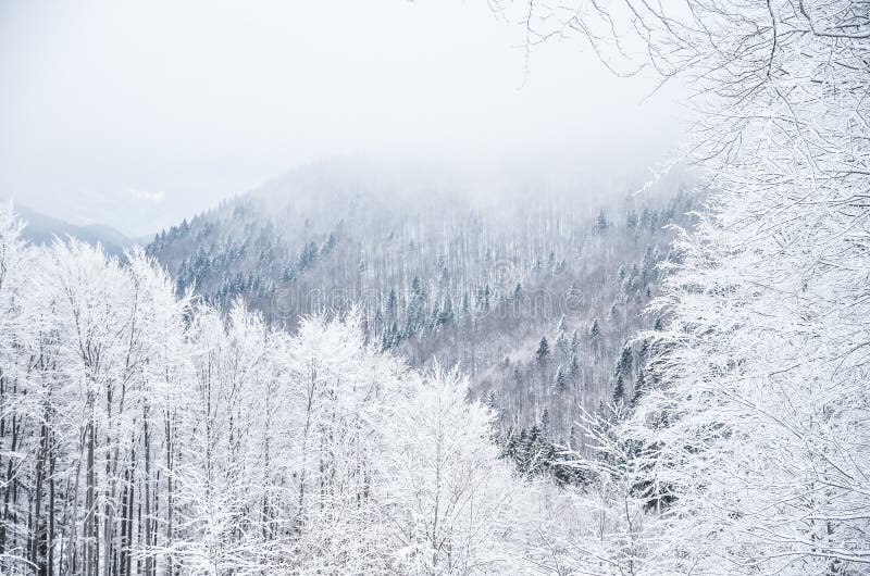White Winter Snowy Landscape, Mist, Forest, Edit Space Stock Photo ...
