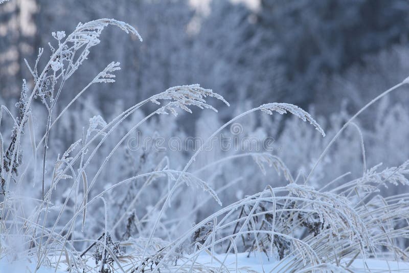 White Winter Twigs and Grass Covered with Frost and Snow Stock Photo ...
