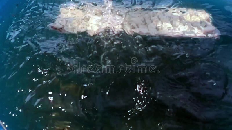 White Wireless Computer Keyboard Falling into the Water Spraying Stock ...