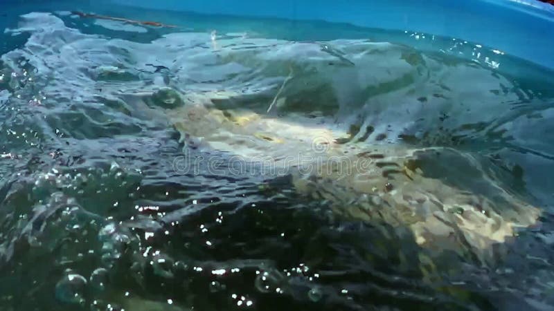 White Wireless Computer Keyboard Falling into the Water Spraying Stock ...