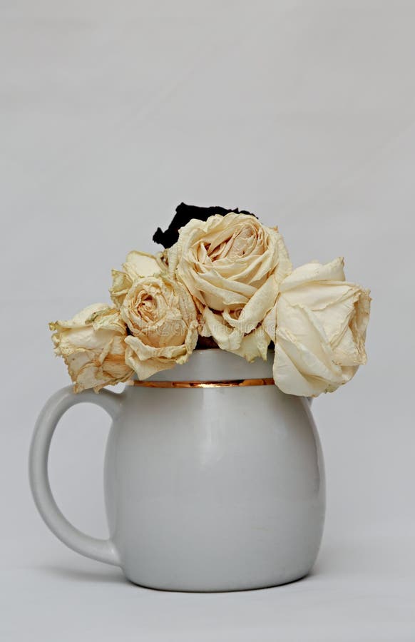 White Withered Roses in a White Ceramic Pot Stock Photo - Image of ...