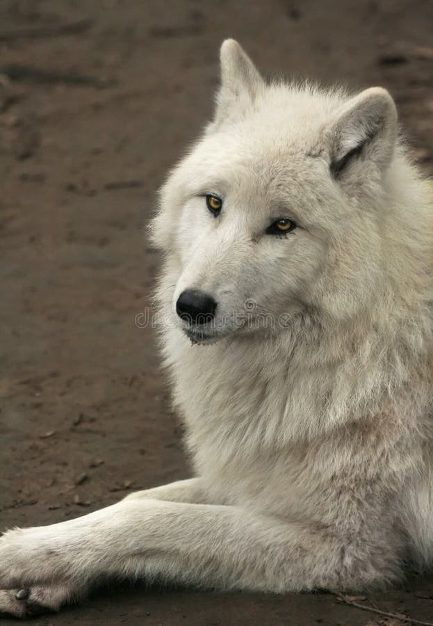 Arctic Wolf Snarling stock image. Image of hairy, fierce - 20772769