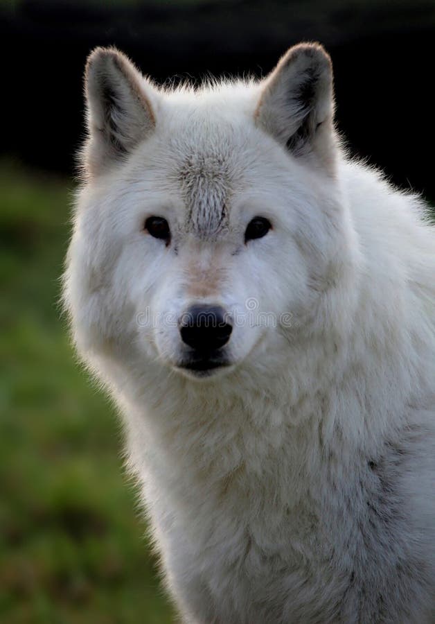 41,202 White Wolf Stock Photos - Free & Royalty-Free Stock Photos from ...