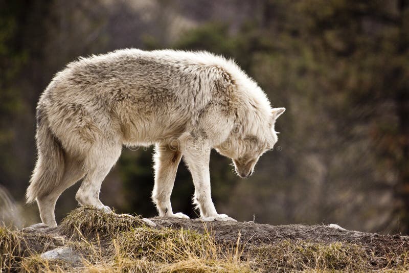 3,372 White Wolf Pack Stock Photos - Free & Royalty-Free Stock Photos ...