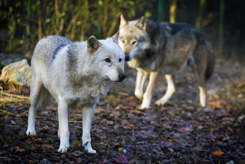 Snarling White Wolf Stock Photos - Free & Royalty-Free Stock Photos ...