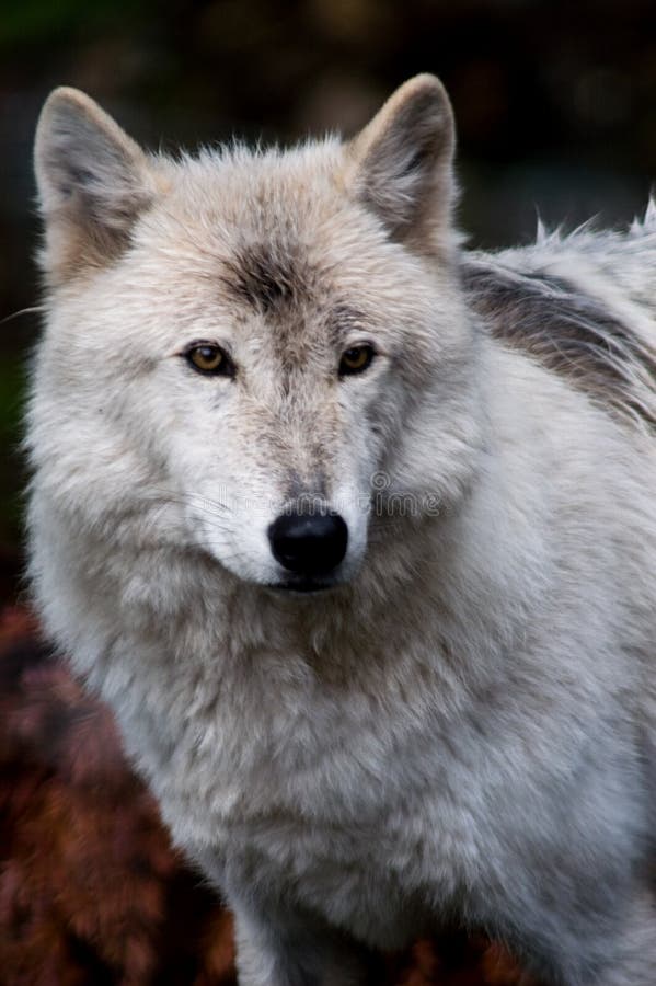 White wolf stock photo. Image of forest, carnivore, portrait - 235820