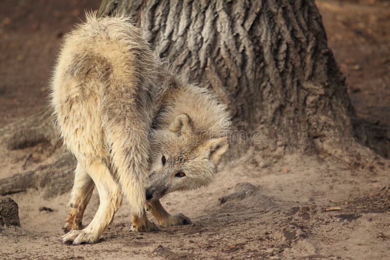 Arctic wolf family stock photo. Image of canis, wolf - 20259058