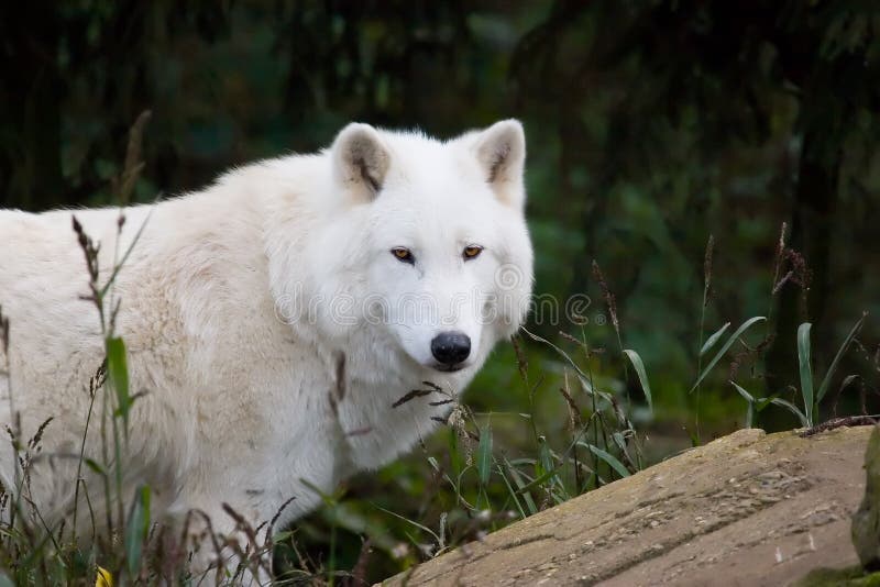 White wolf stock photo. Image of look, timber, grave, head - 3495306