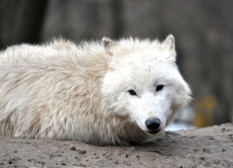 White Wolf stock photo. Image of coat, wolf, beast, white - 39140054