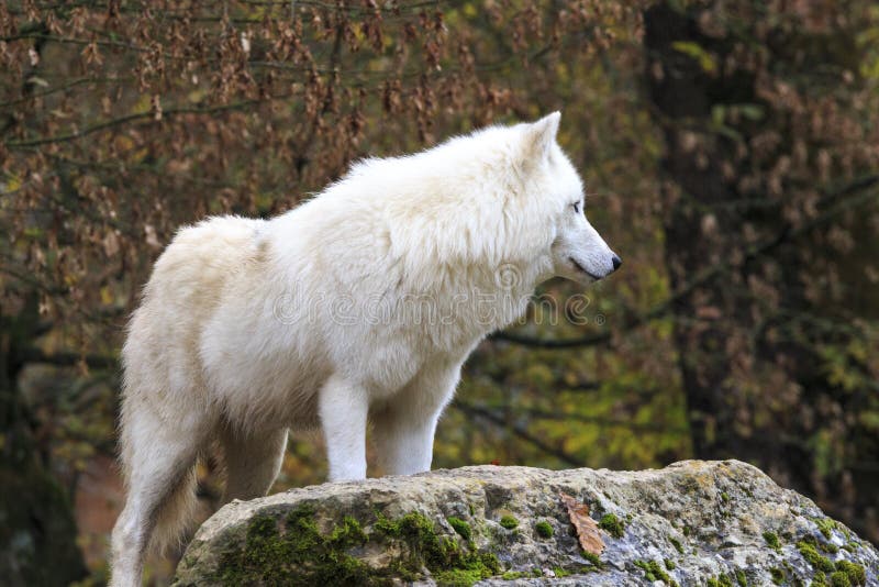 White wolf in forest stock image. Image of arctic, wild - 118573237