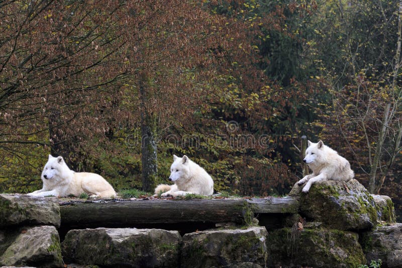White wolf in forest stock image. Image of isolated - 118573113