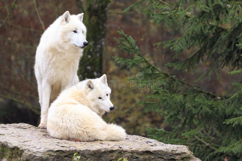 White wolf in forest stock image. Image of arctic, wild - 118573237
