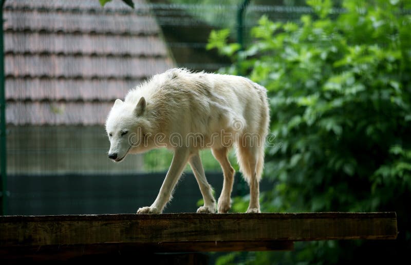 White Wolf, Animal in the Zoo. Kaunas Stock Photo - Image of grey ...