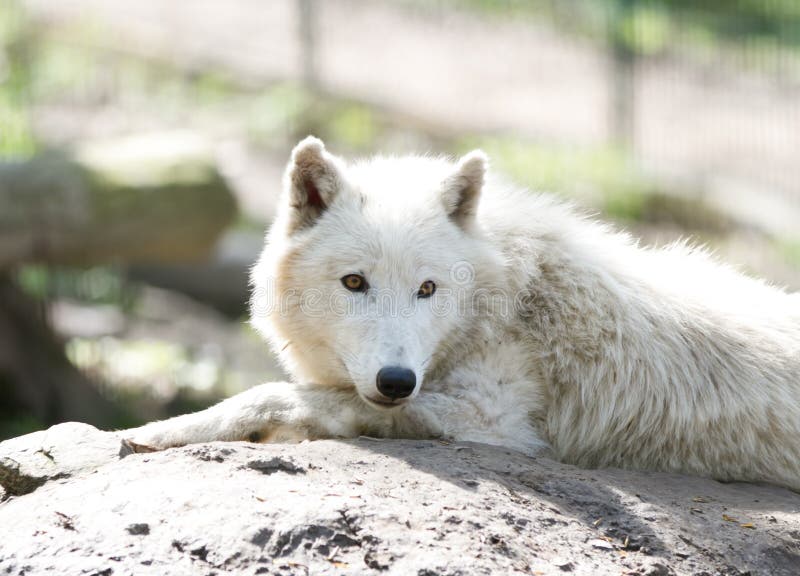 White Wolf Lying Down