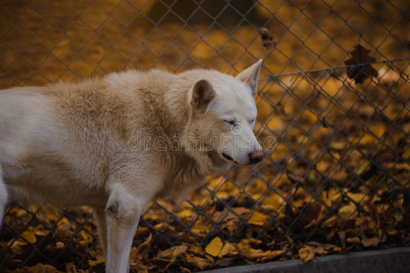 White Wolf in the Autumn Forest, Yellow Leaves in the Background ...