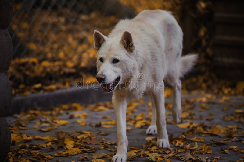White Wolf in the Autumn Forest, Yellow Leaves in the Background ...