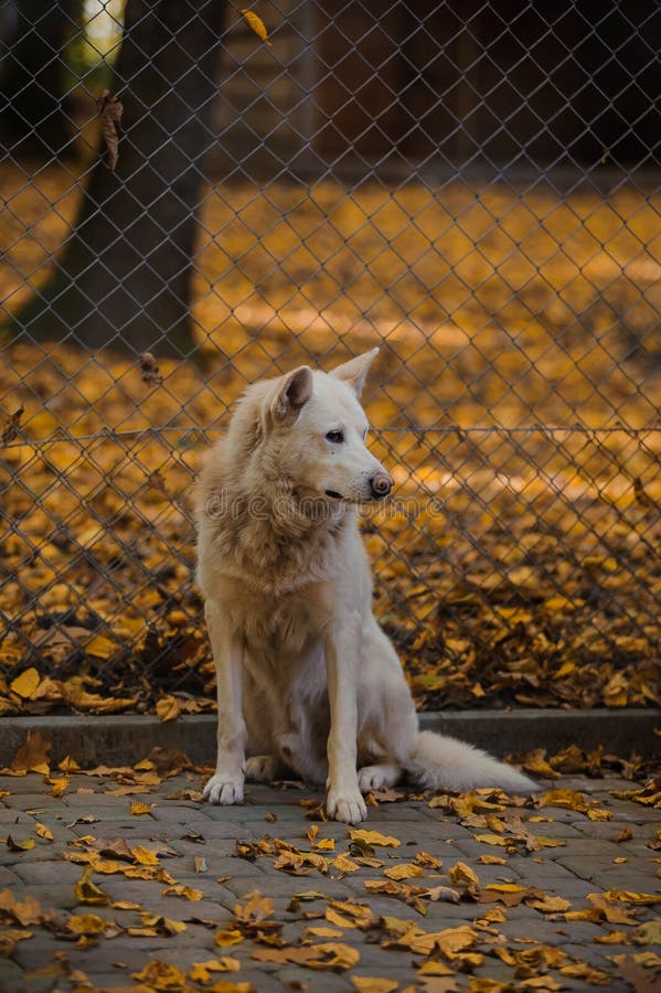 White Wolf in the Autumn Forest, Yellow Leaves in the Background ...